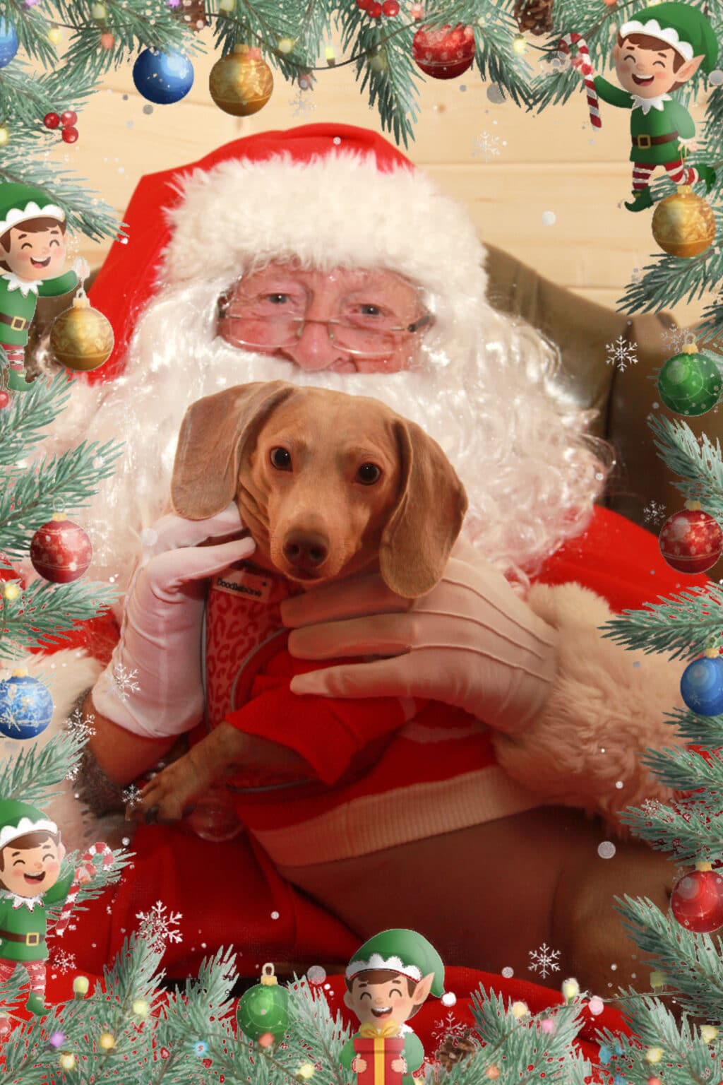 Santa’s Good Dog Grotto - The Mercury Shopping Centre